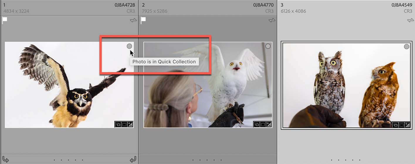 Target Collection and Target Album - Lightroom Killer Tips